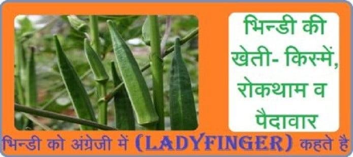 Lady finger Farming(भिन्डी की खेती) - KHETI KISANI